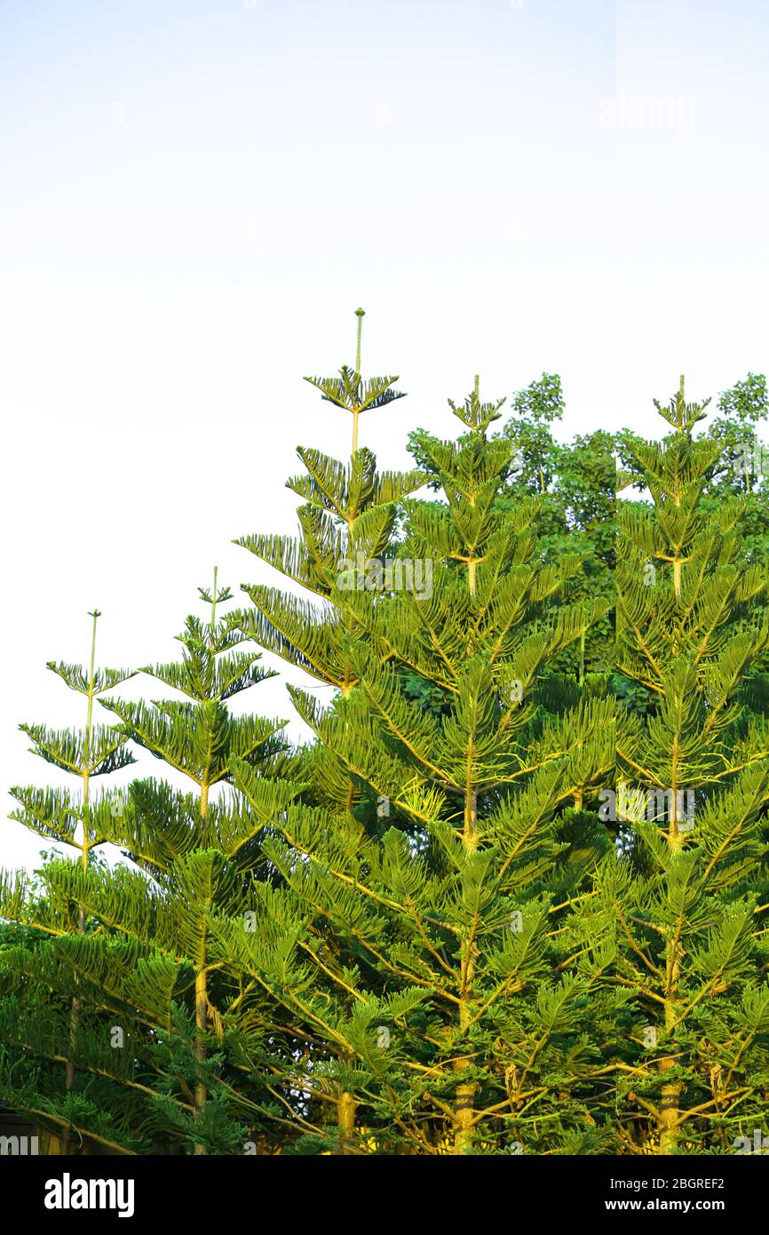 Top of tree on sky background Stock Photo - Alamy