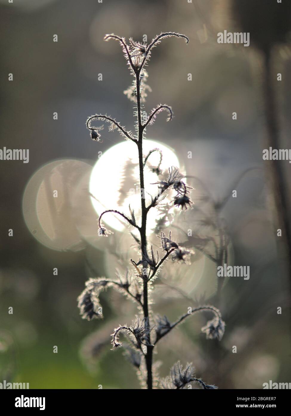 Backlit plant hi-res stock photography and images - Alamy