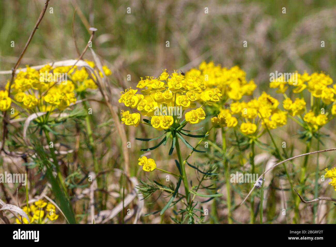 Yellow Wild Flowers in the Field Stock Photo - Alamy