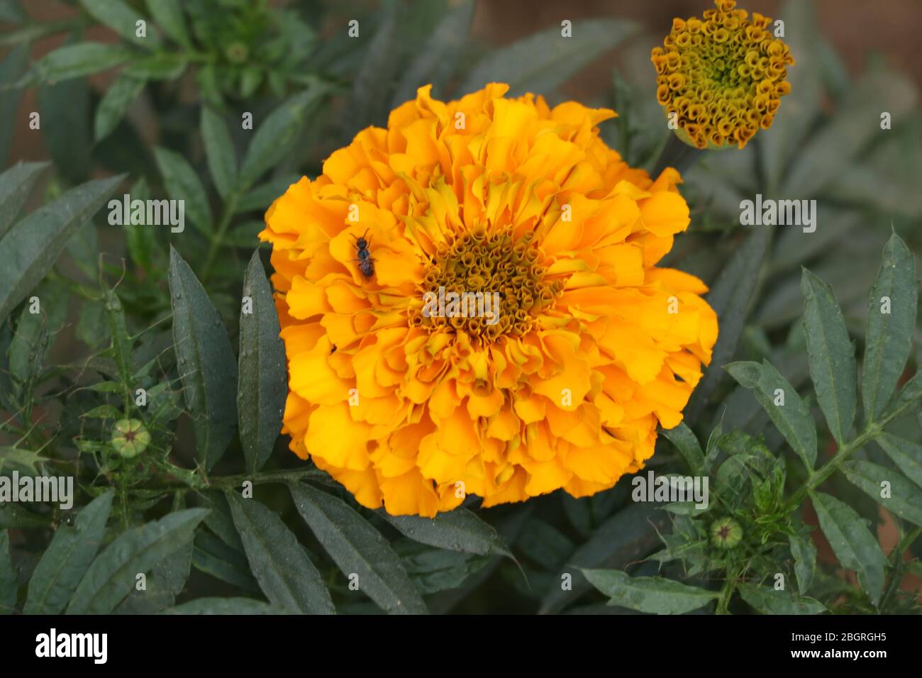 Marigold Flower (gada flower) top view in the garden, Gold Marigold ...