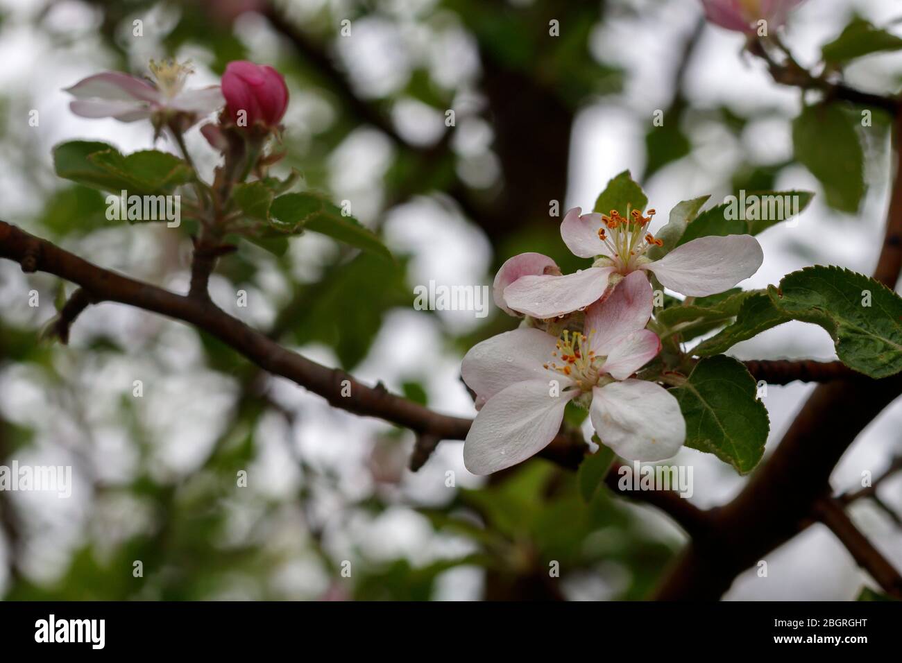 Apple tree in the blossom hi-res stock photography and images - Alamy