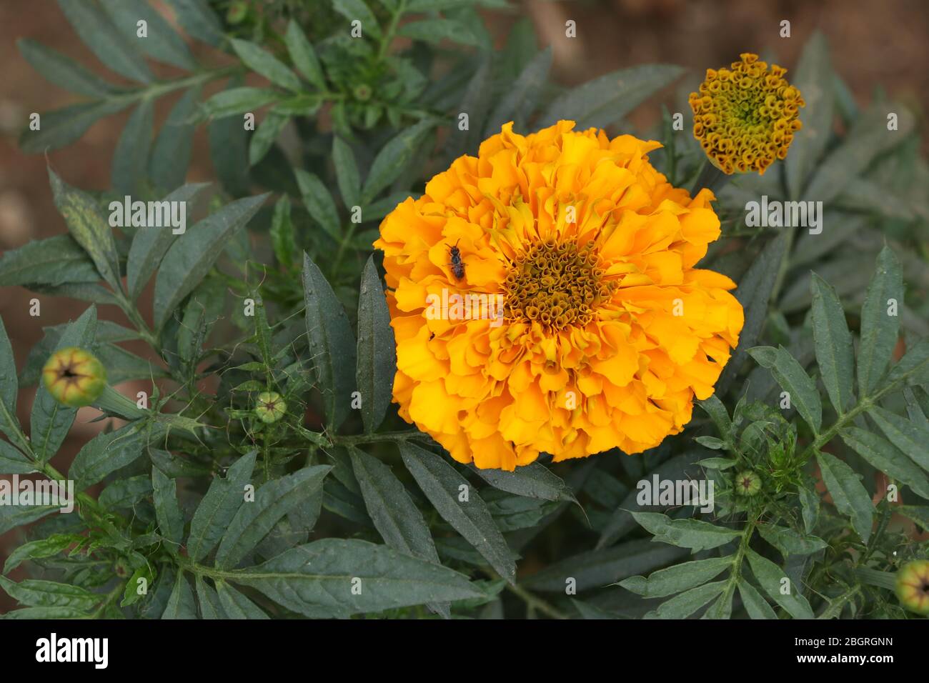 Marigold Flower (gada flower) top view in the garden, Gold Marigold ...