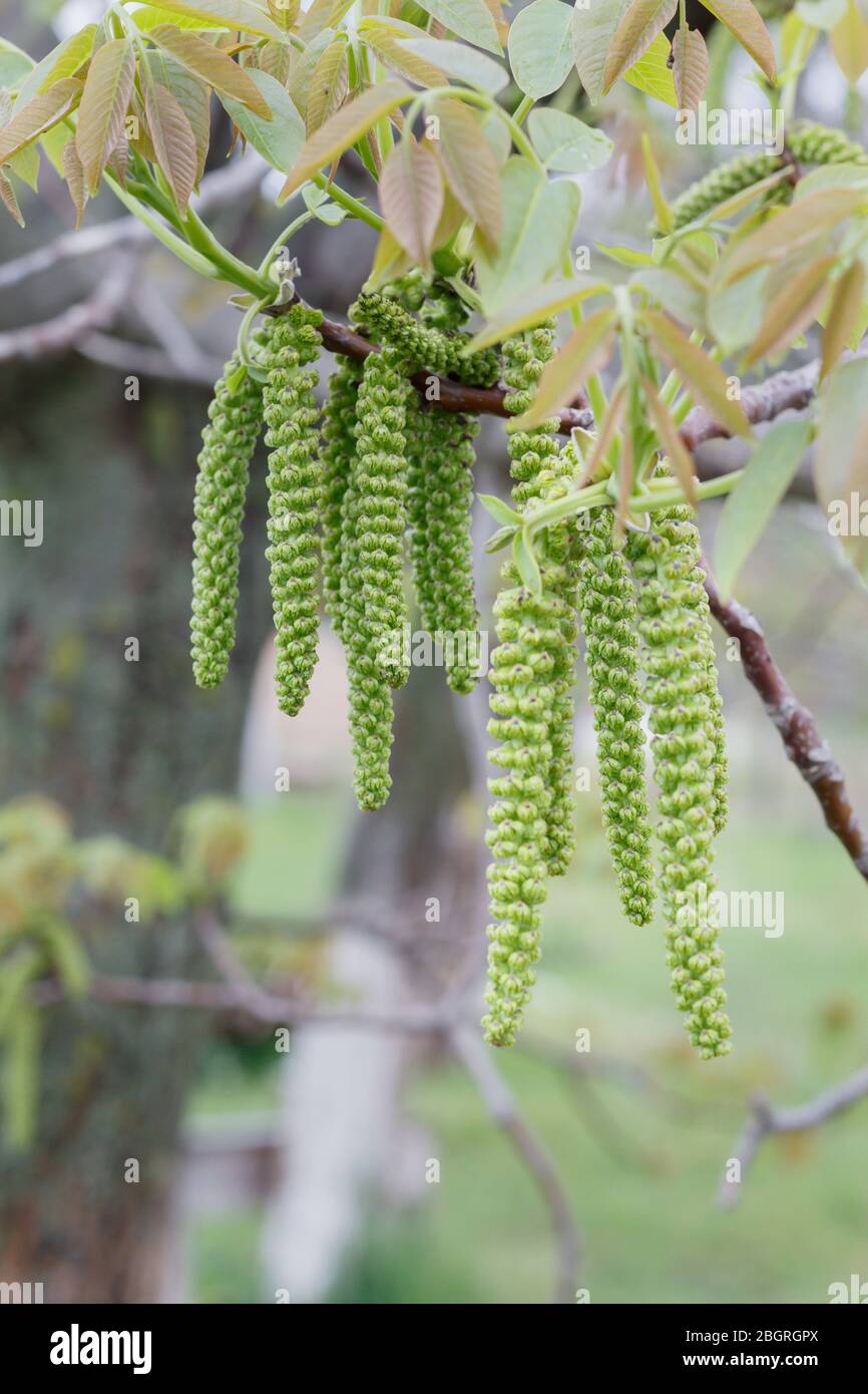 Buds of walnut hi-res stock photography and images - Alamy