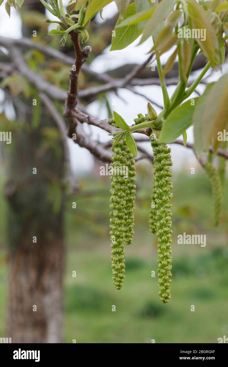 Buds of walnut hi-res stock photography and images - Alamy
