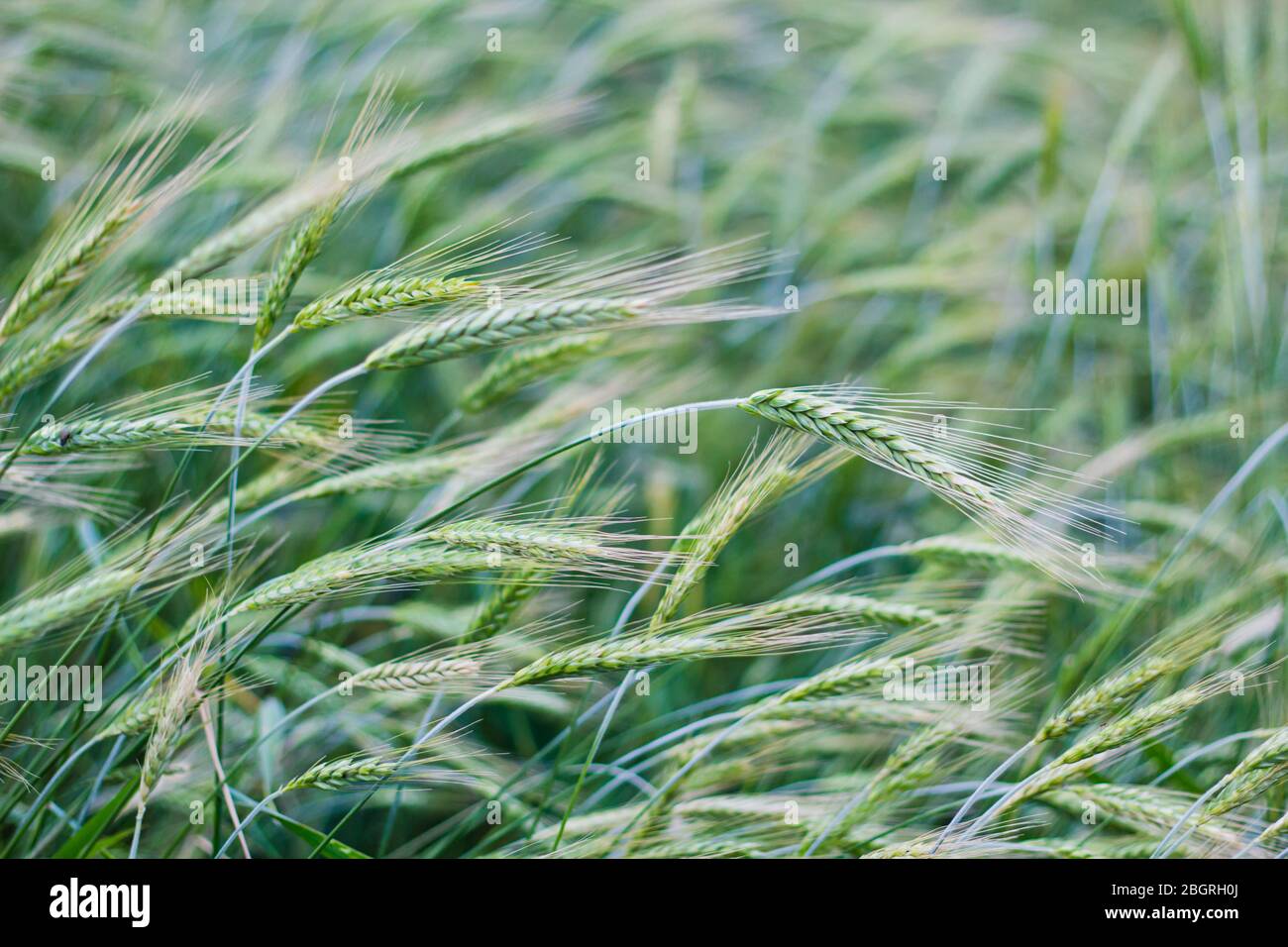 Green rye field background landscape, growing plants on organic farm ...