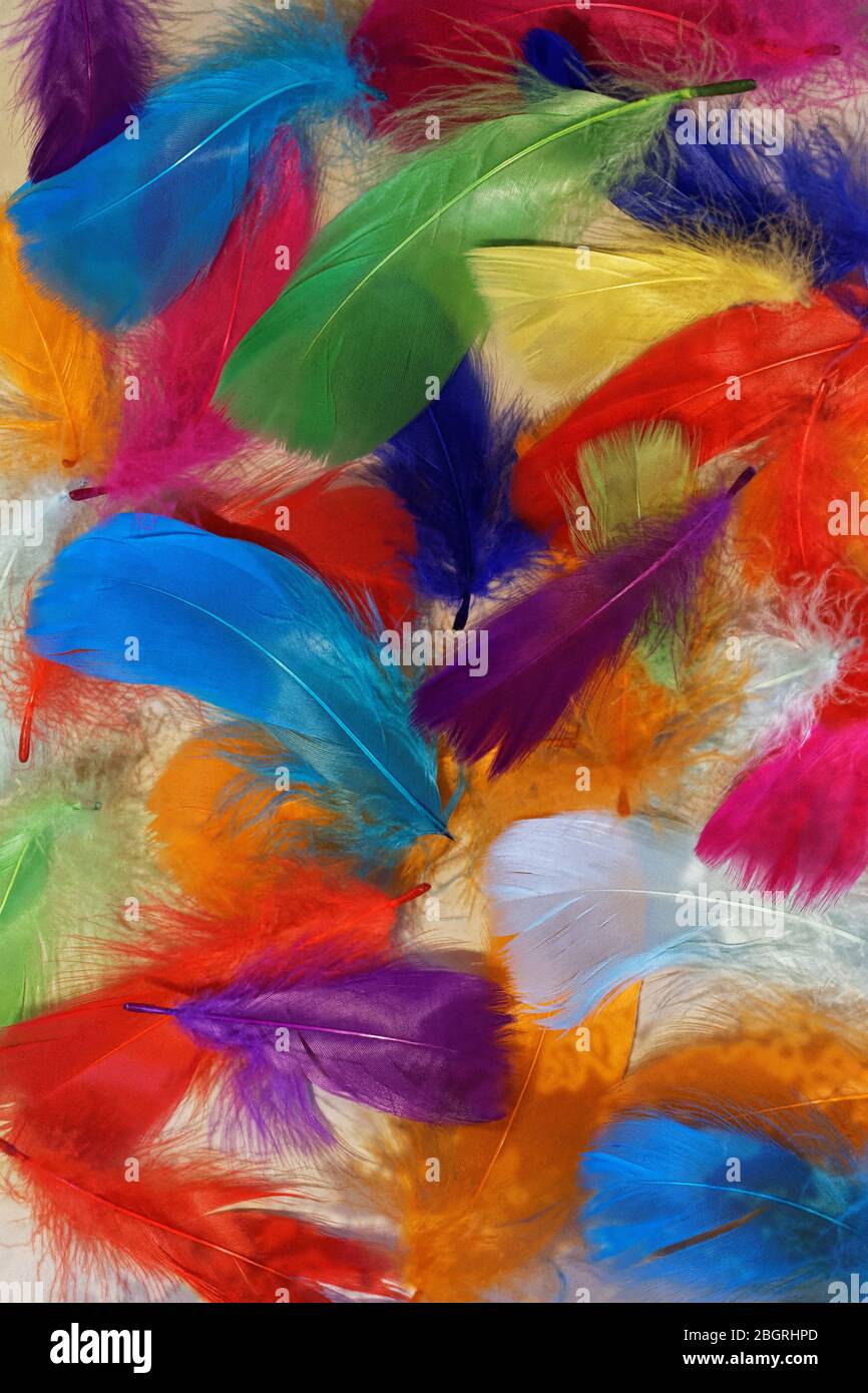 Feathers images hi-res stock photography and images - Alamy