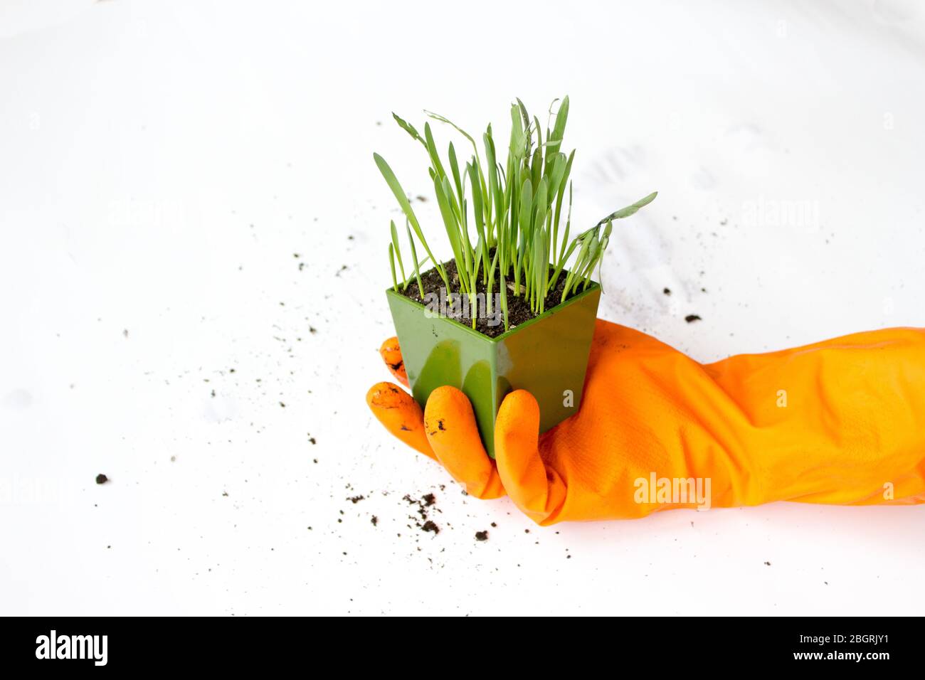 Growing green grass for pets, cats Stock Photo - Alamy