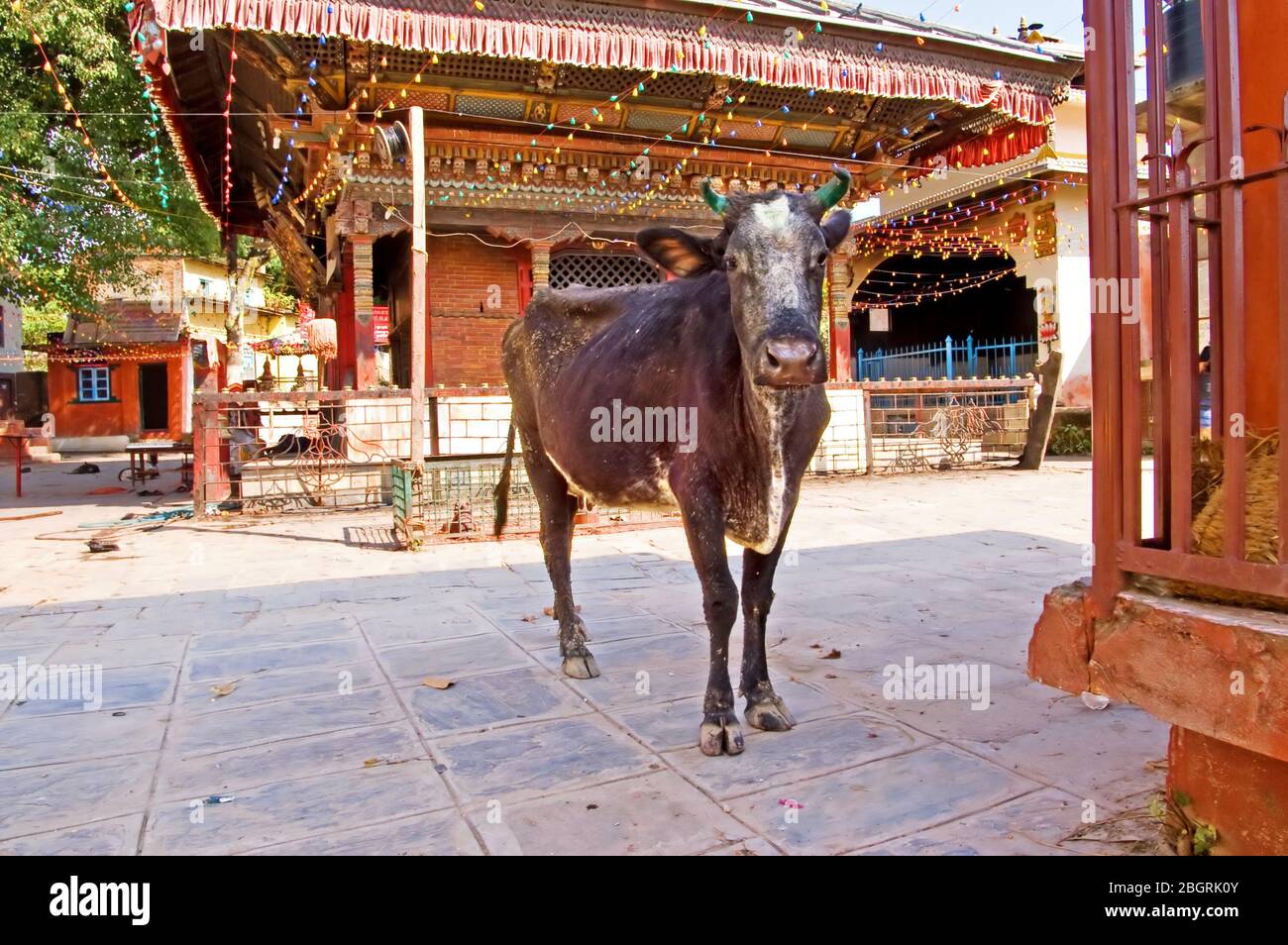 Nepalese society hi-res stock photography and images - Alamy