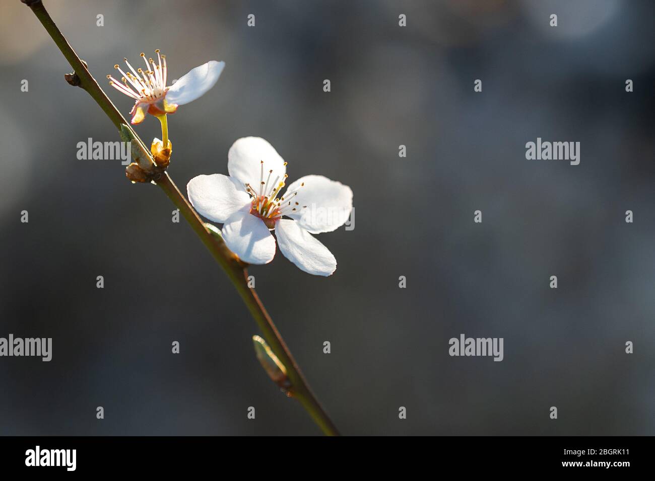 Spring flowers. Beautifully blossoming tree branch Stock Photo - Alamy
