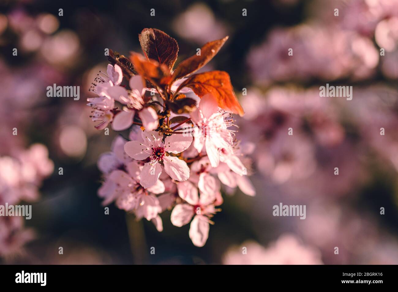 Spring flowers. Beautifully blossoming tree branch Stock Photo - Alamy