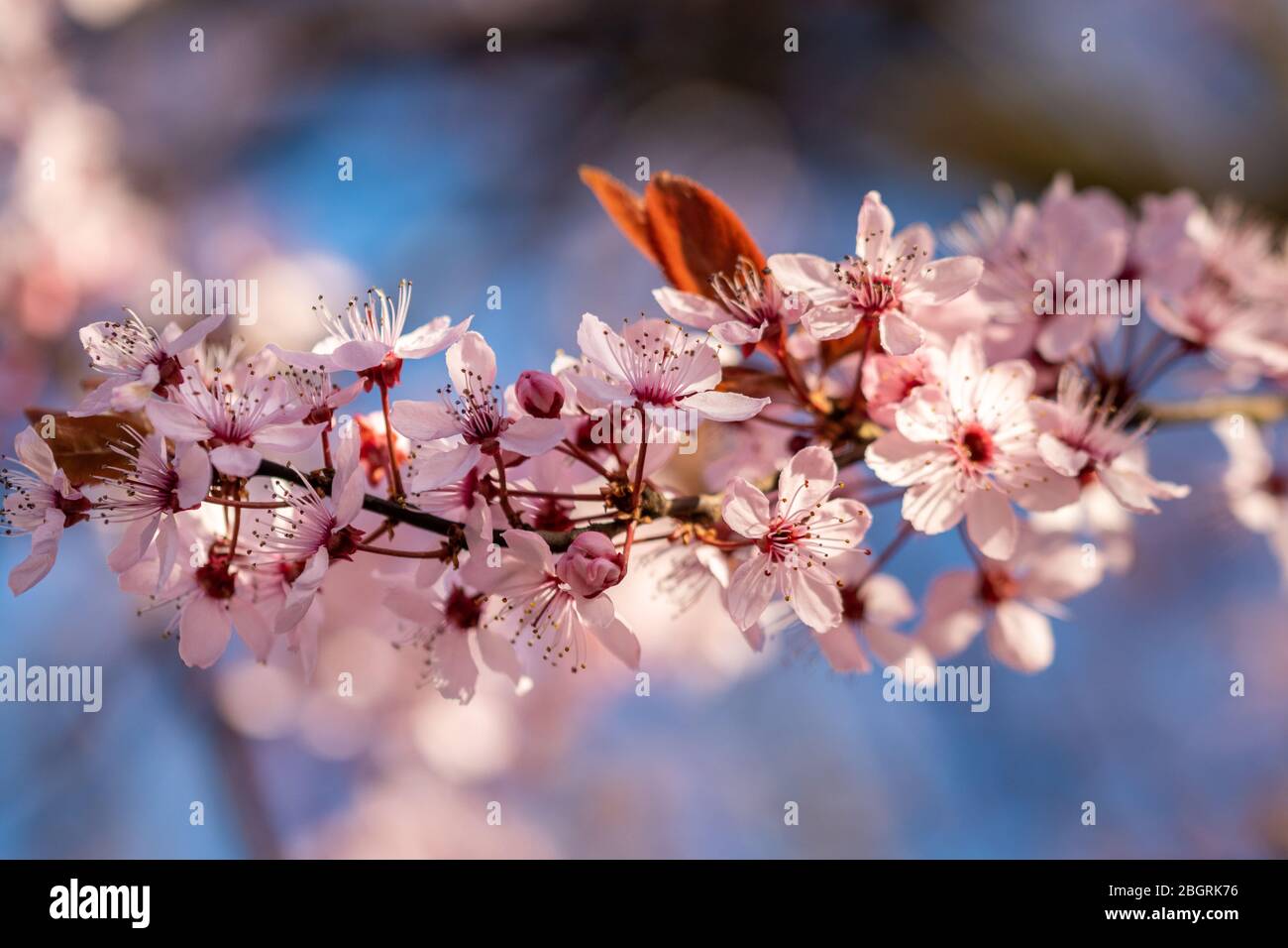 Spring flowers. Beautifully blossoming tree branch Stock Photo - Alamy