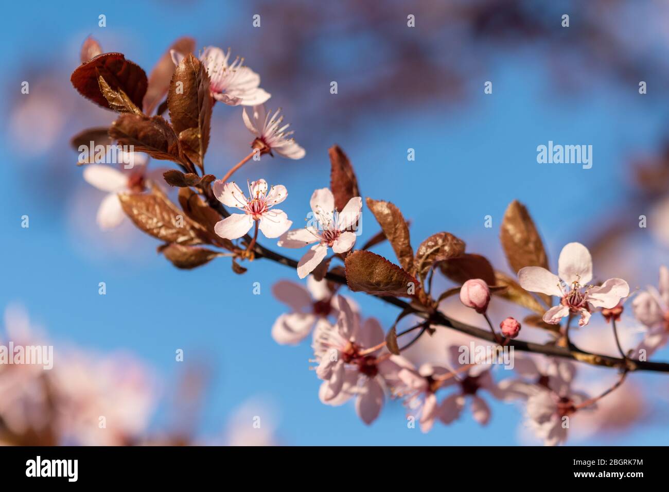 Spring flowers. Beautifully blossoming tree branch Stock Photo - Alamy
