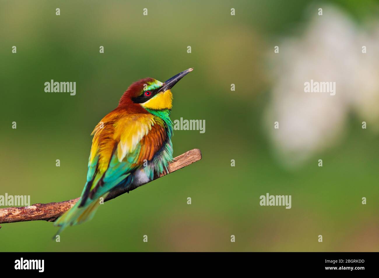 beautiful bird among a flowering tree Stock Photo - Alamy
