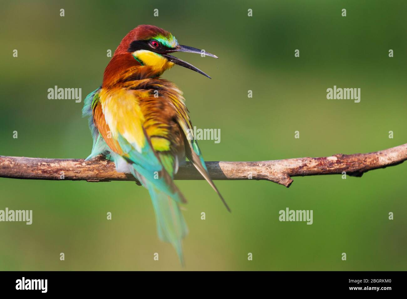 Bird with open beak hi-res stock photography and images - Alamy