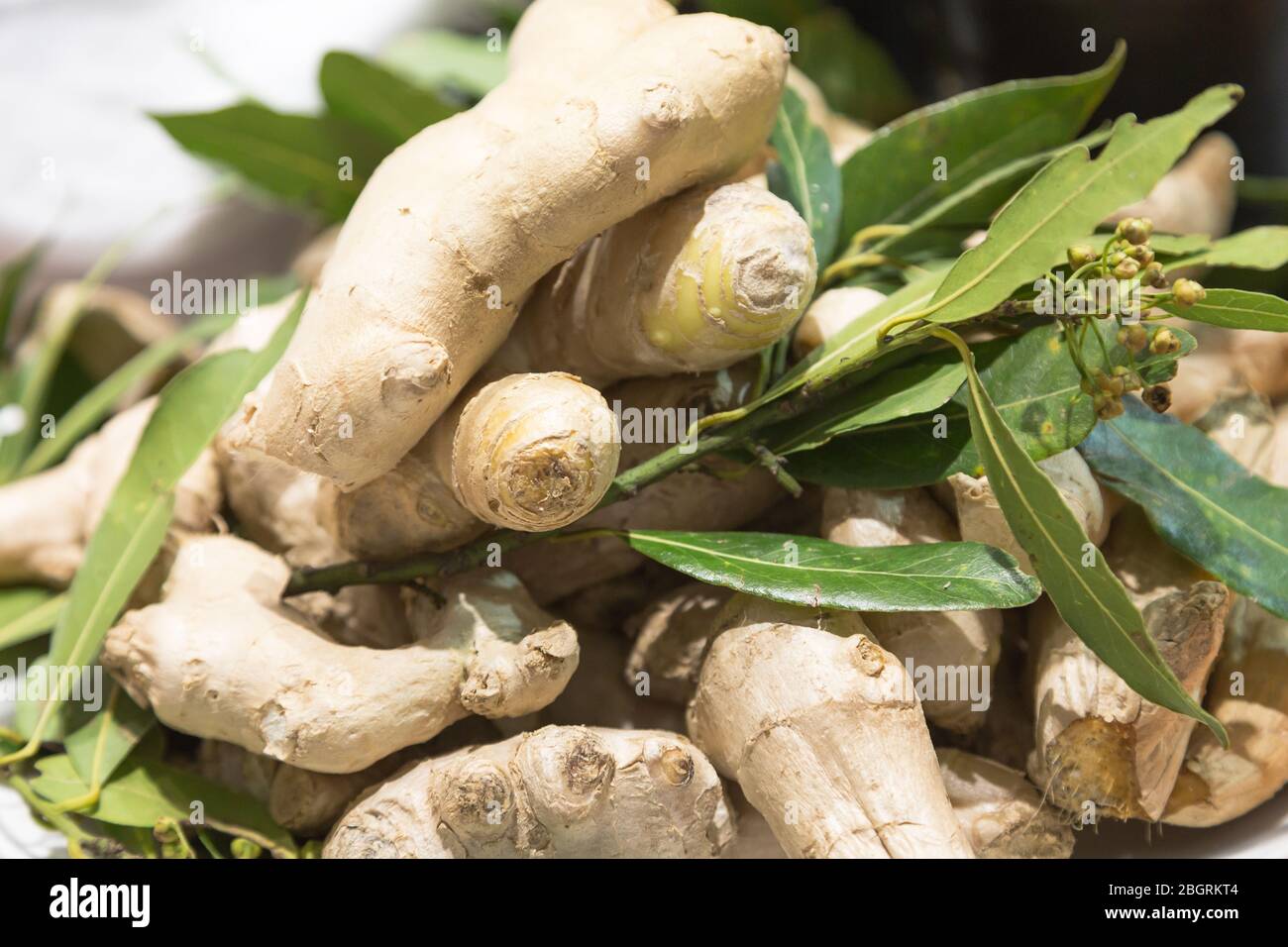 Ginger leaf hi-res stock photography and images - Alamy
