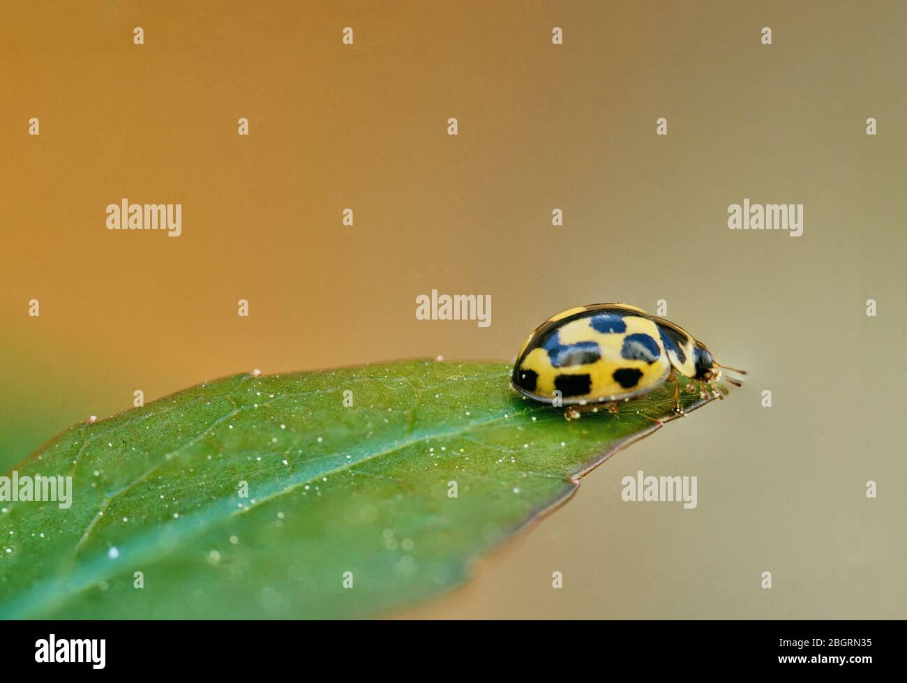Yellow ladybug hi-res stock photography and images - Alamy