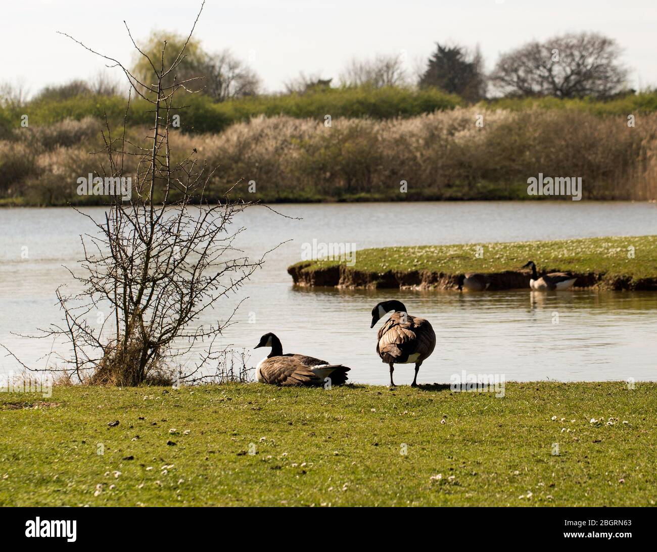 Country Park Birds High Resolution Stock Photography and Images - Alamy