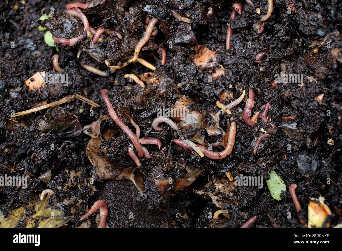 Biological humus hi-res stock photography and images - Alamy
