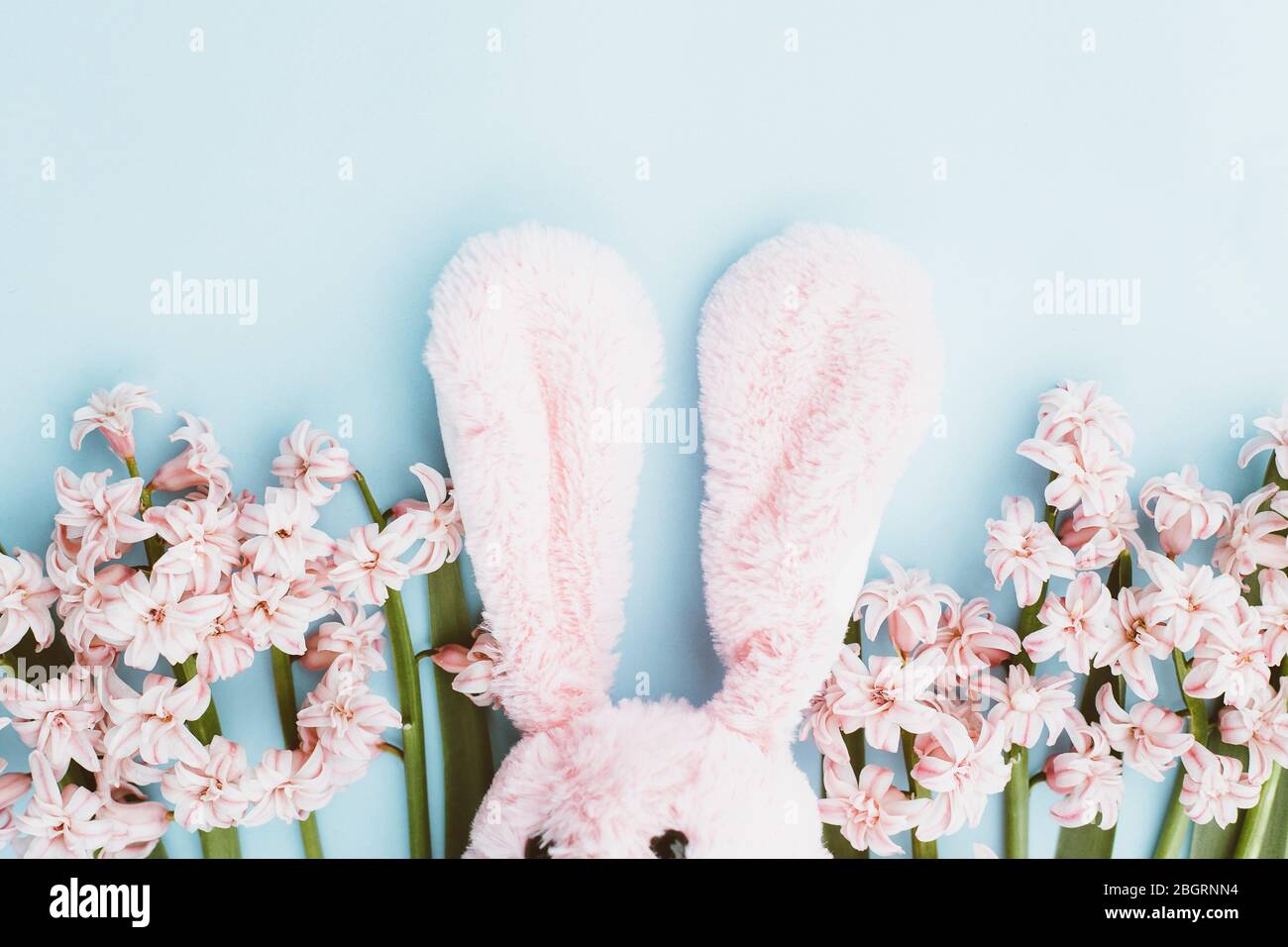 Easter pink bunny ears with beautiful flowers on light blue background ...