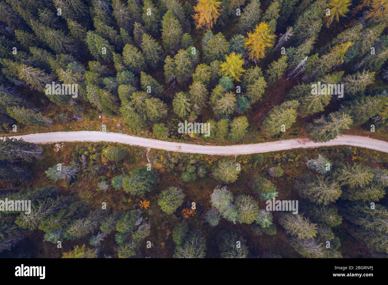 Scenic aerial view of a winding trekking path in a forest. Trekking ...