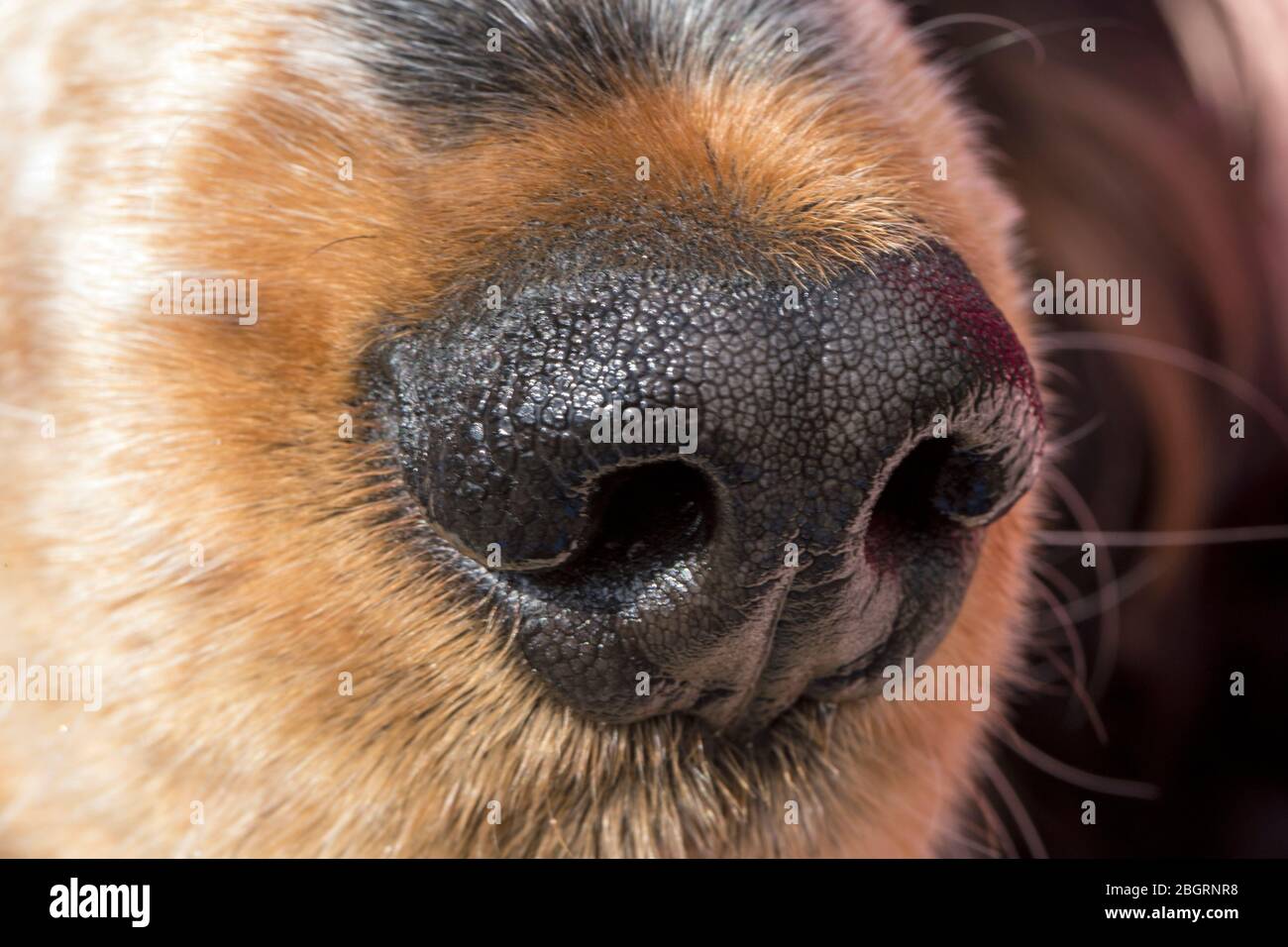 Bertie, the cocker spaniel's nose shot very close up in landscape ...