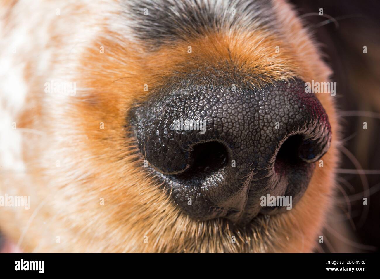 Bertie, the cocker spaniel's nose shot very close up in landscape ...