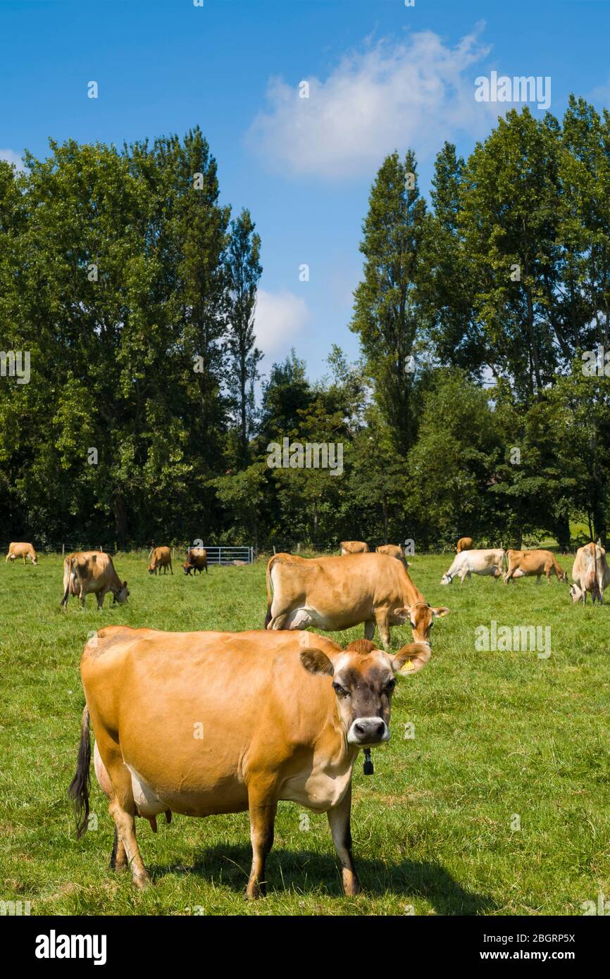 Jersey Cattle High Resolution Stock Photography and Images - Alamy