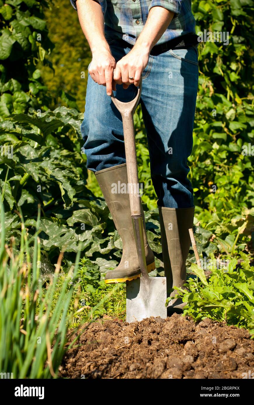 Man summer vegetable patch hi-res stock photography and images - Alamy