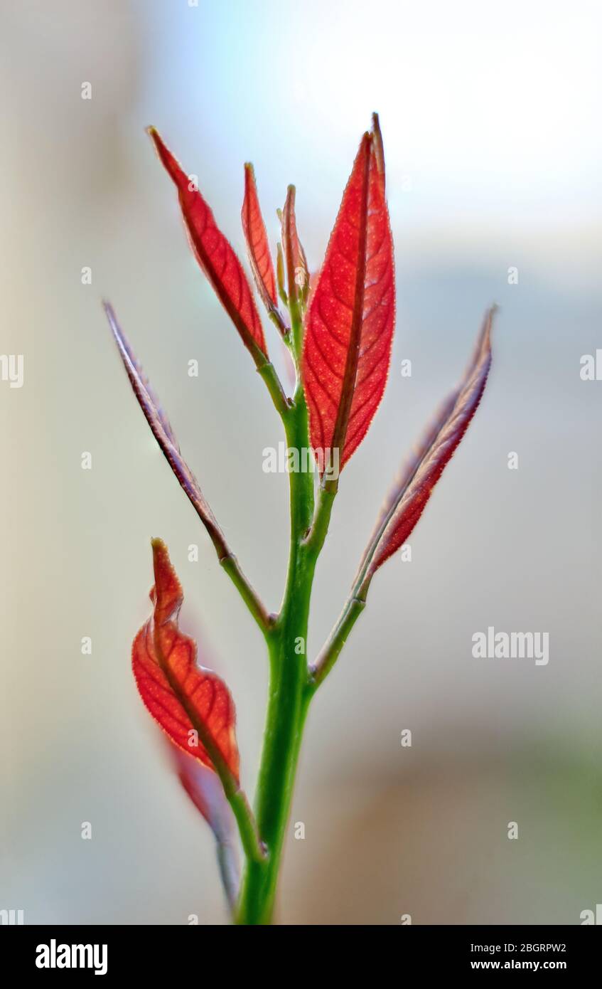 plant sprout, spring has arrived on planet earth Stock Photo - Alamy