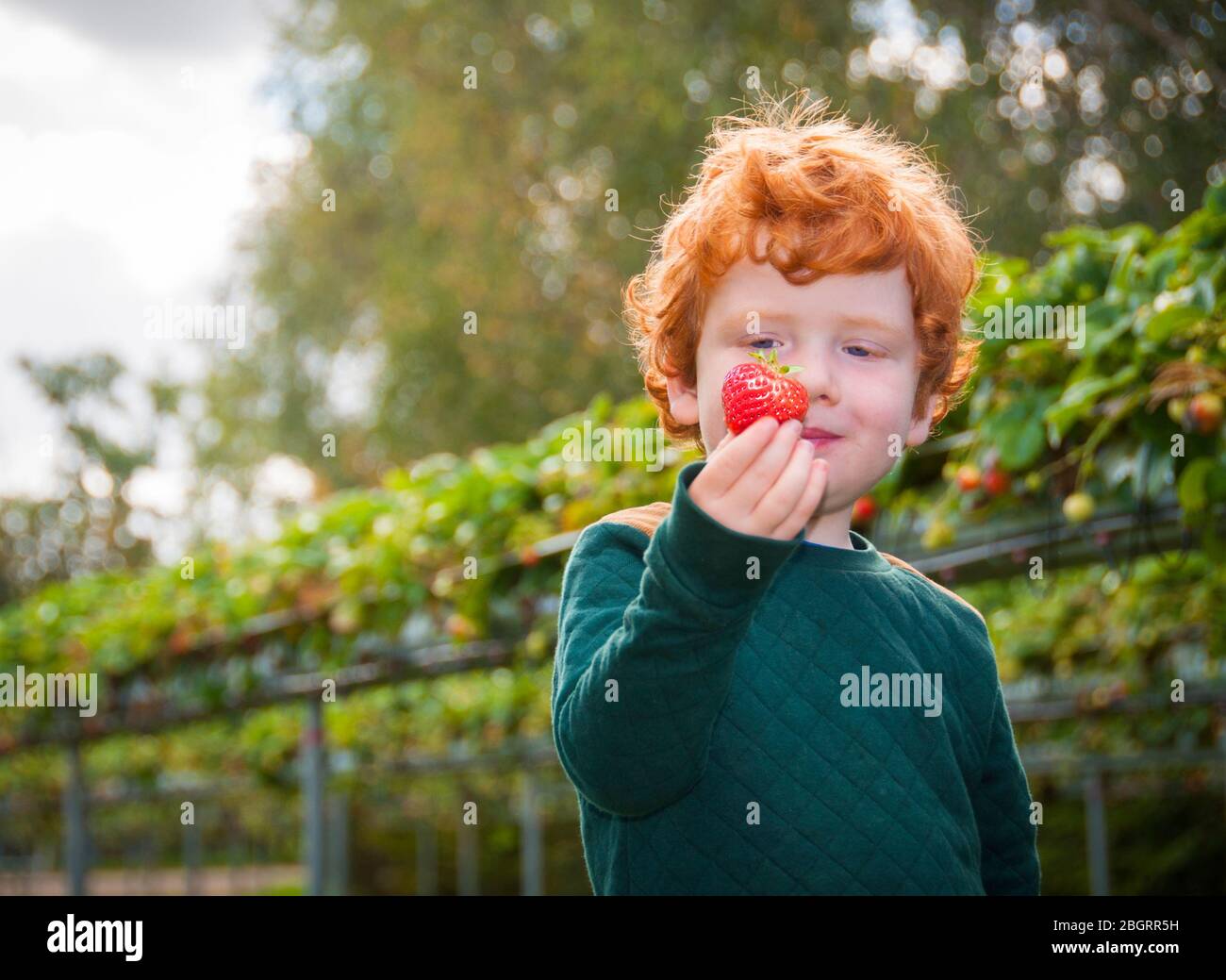 Ginger Boy High Resolution Stock Photography and Images - Alamy