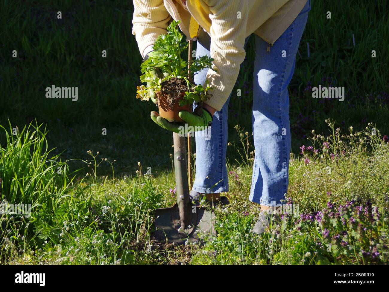 Planting vegetables in the spring garden. Woman is digging herbs into ...