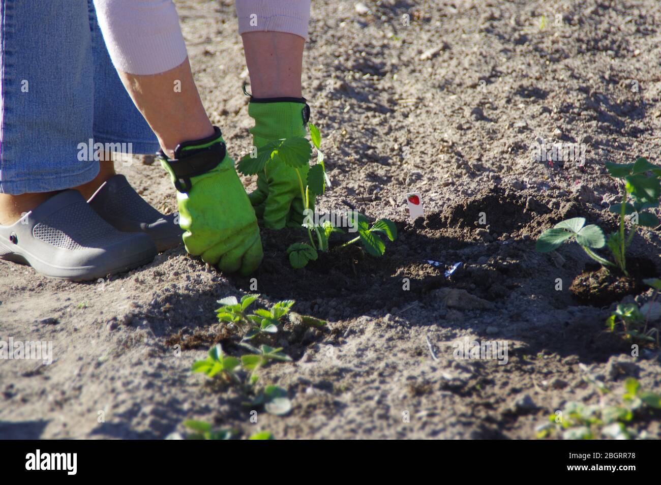 Hands plant hi-res stock photography and images - Alamy