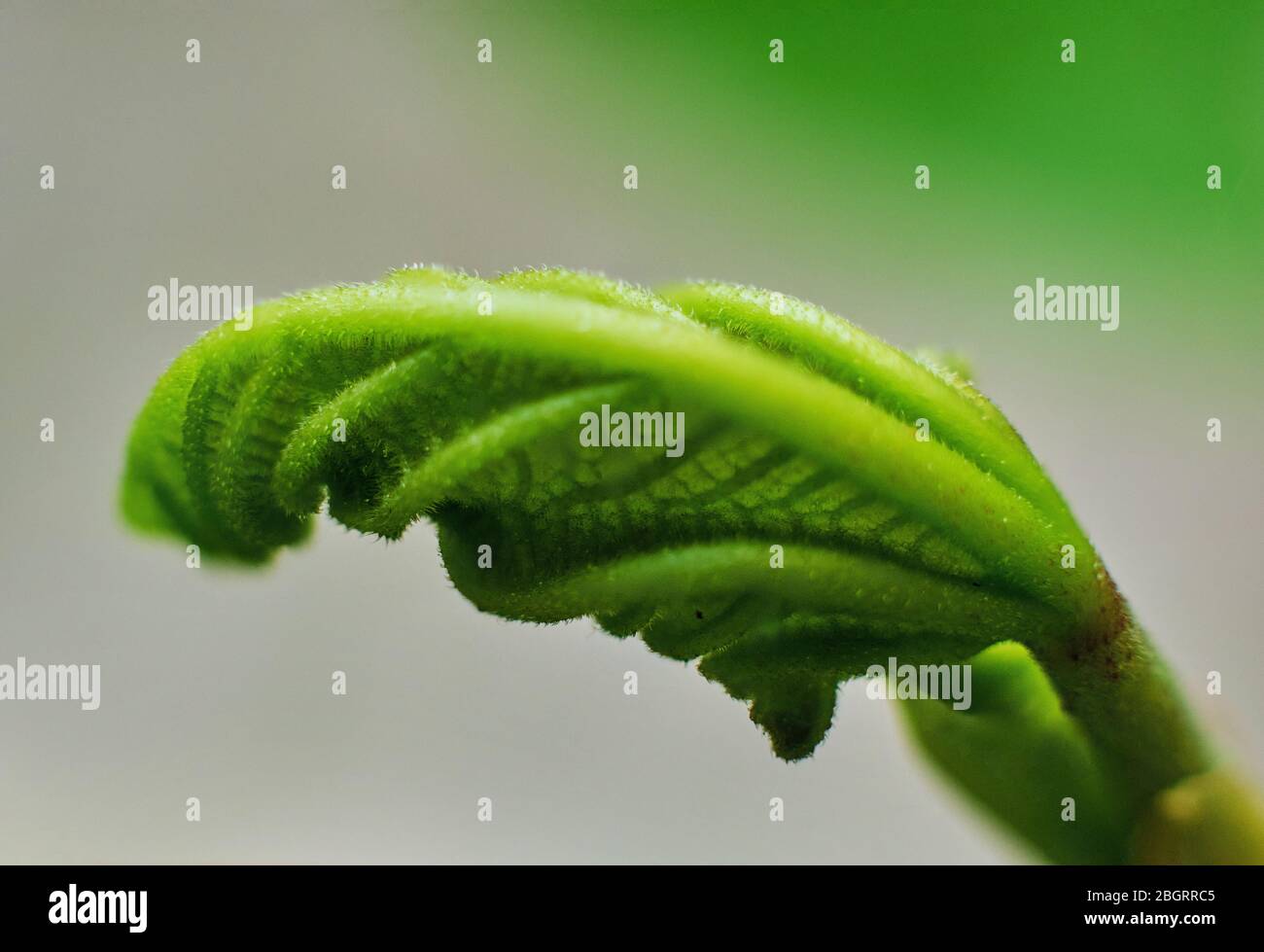 plant sprout, spring has arrived on planet earth Stock Photo - Alamy