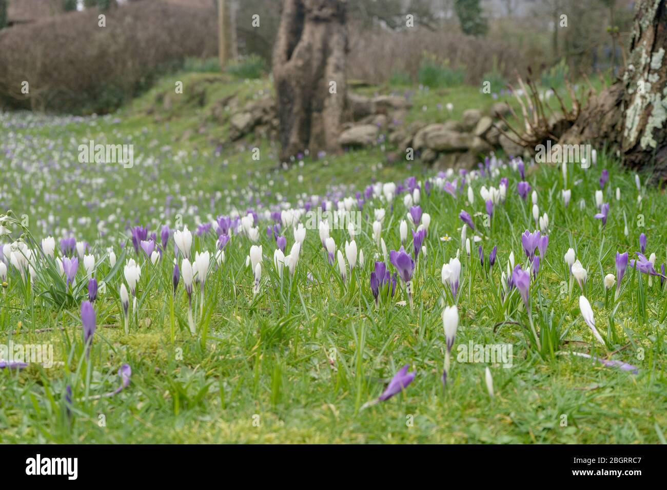Natural meadow garden hi-res stock photography and images - Alamy
