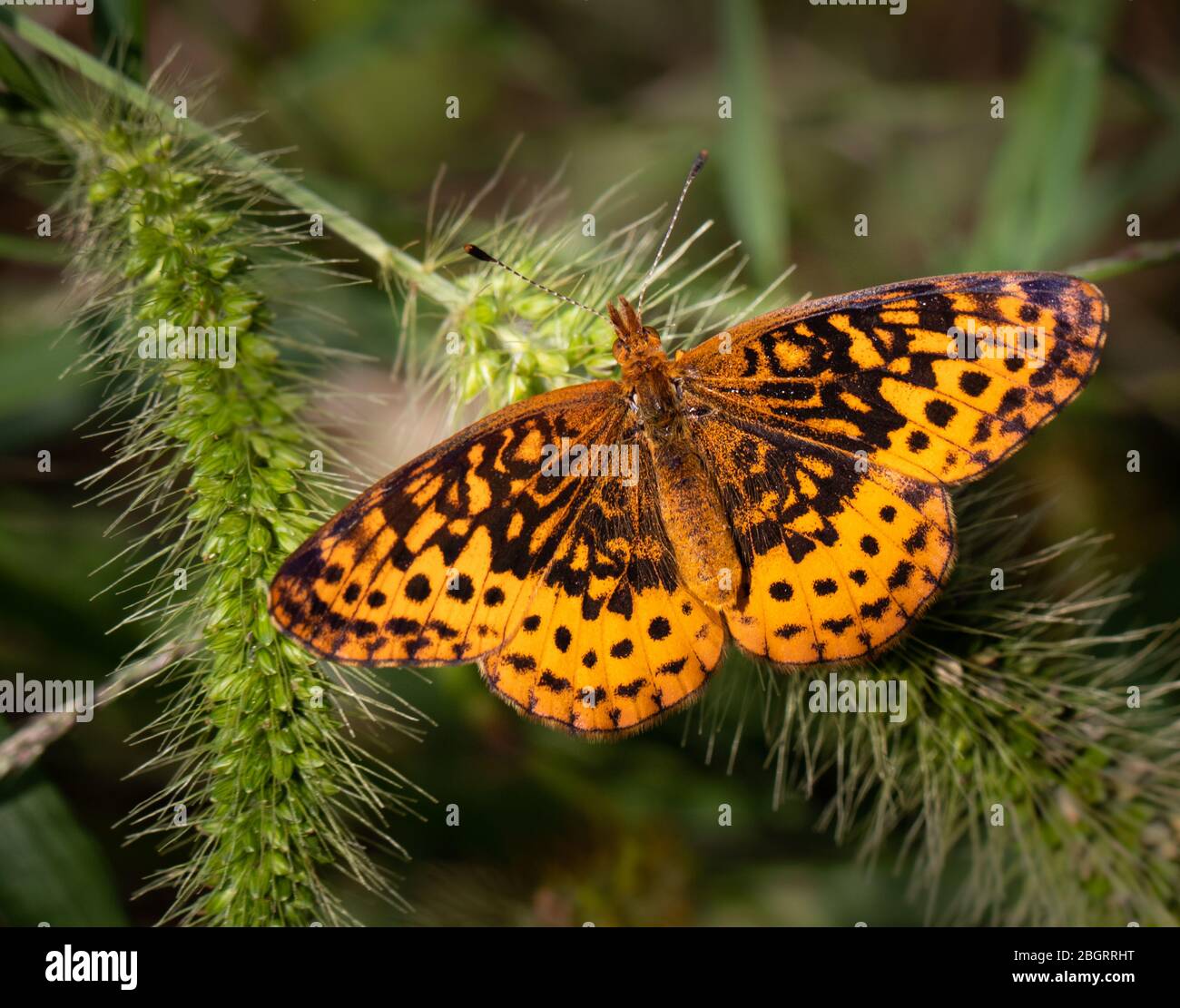 Pearl and insects hi-res stock photography and images - Alamy