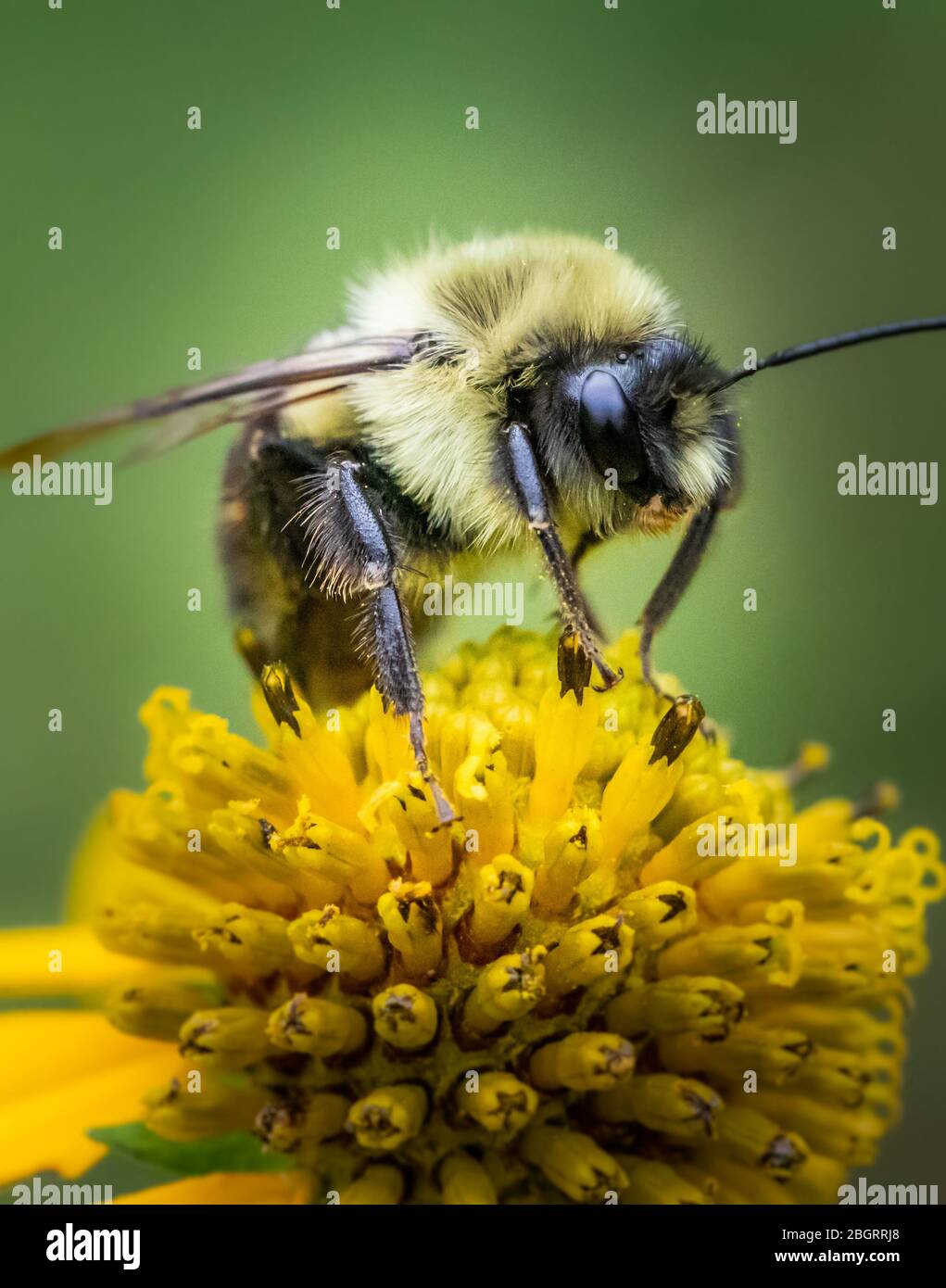 American Bumble Bee High Resolution Stock Photography and Images - Alamy