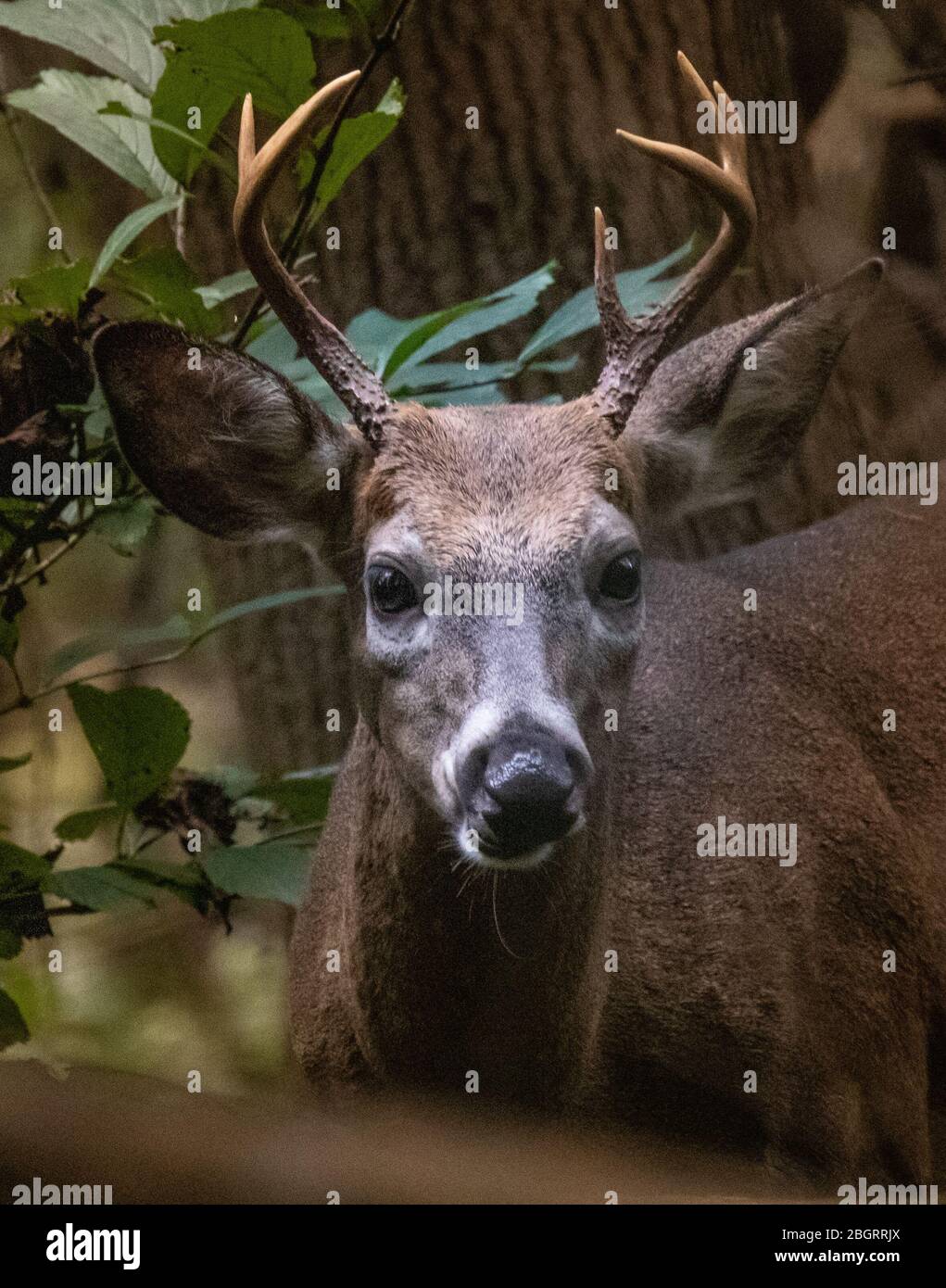 Portrait of a male whitetail deer in an eastern forest against a ...