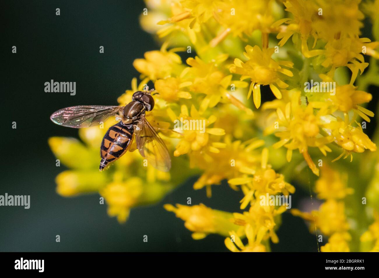 A copper-colored bee feeds on small yellow flowers in a summer meadow ...