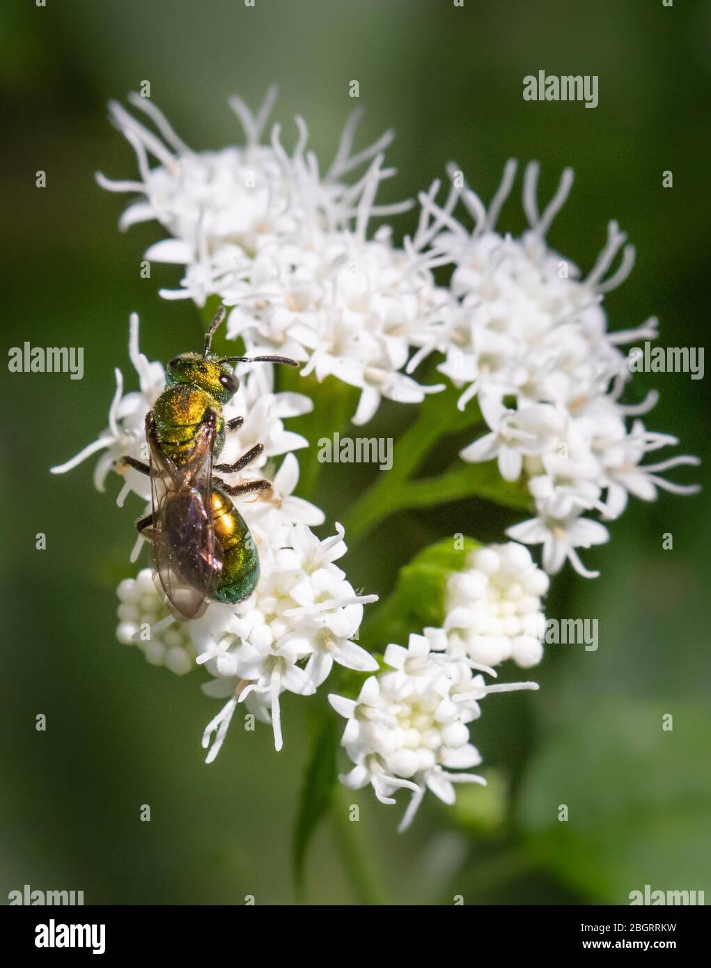 White bee feeding hi-res stock photography and images - Alamy