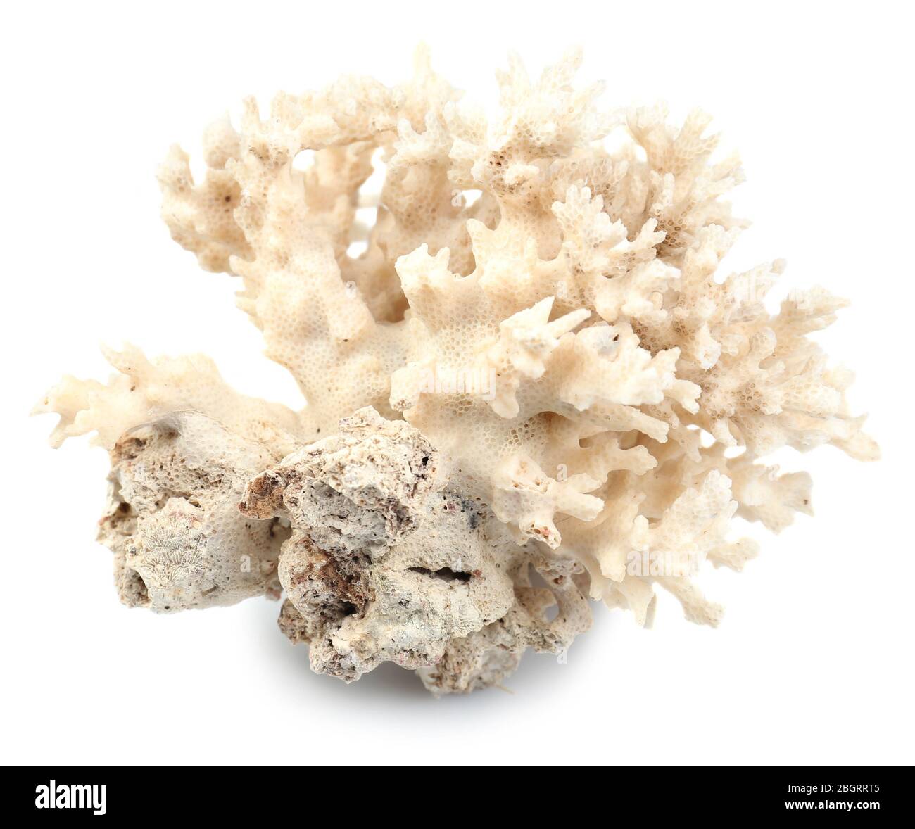 Coral isolated on white Stock Photo - Alamy