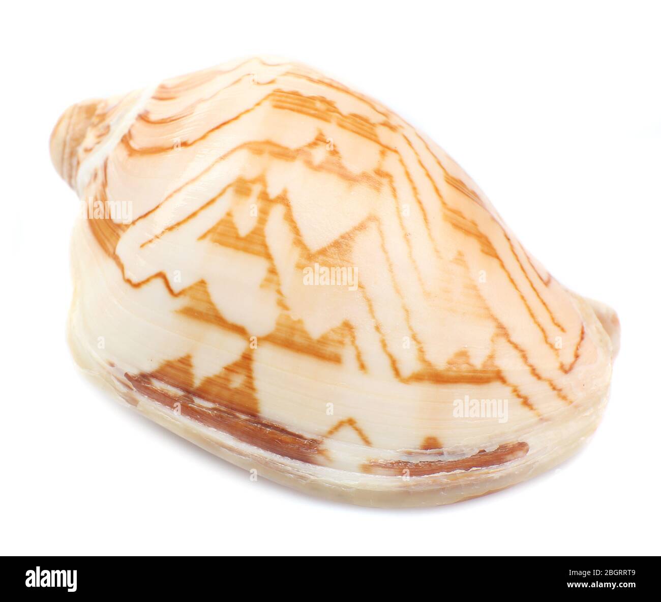 Seashell isolated on white Stock Photo - Alamy