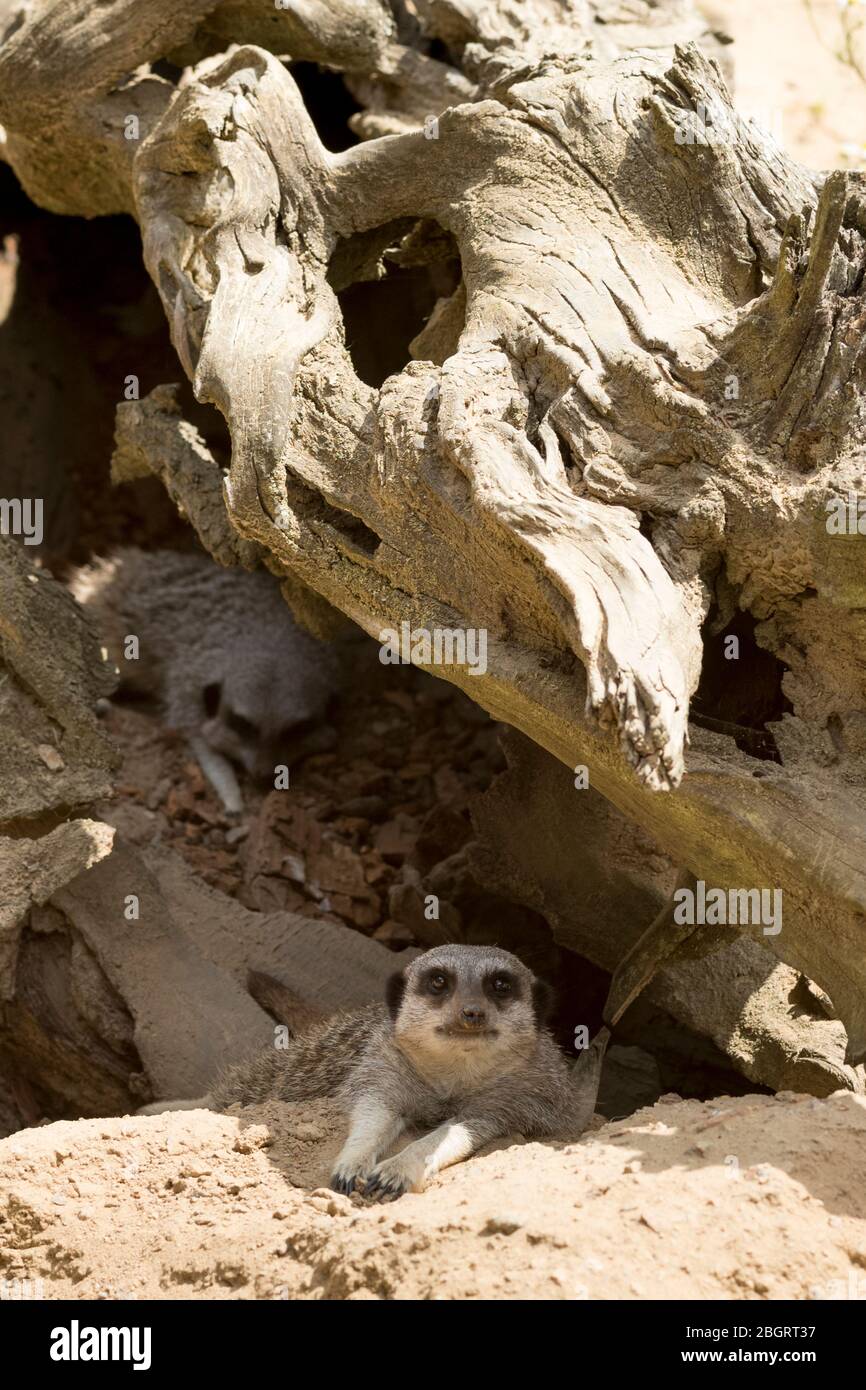 Pair of Meerkats, Suricata suricatta, under tree trunk at Jersey Zoo ...