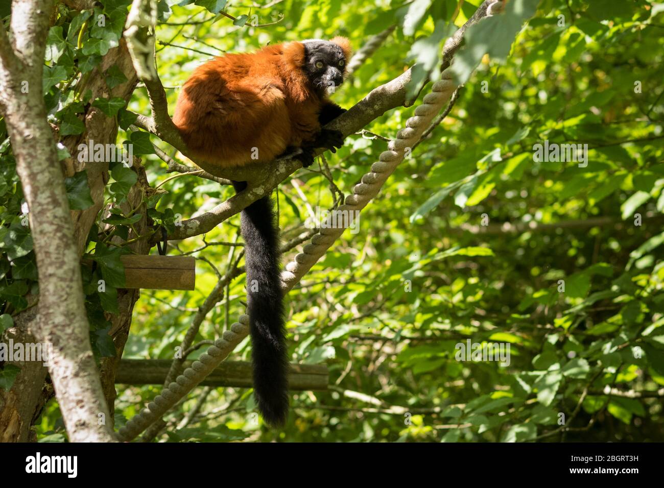 Red Ruffed Lemur from Madagascar, Varecia rubra, endangered species ...