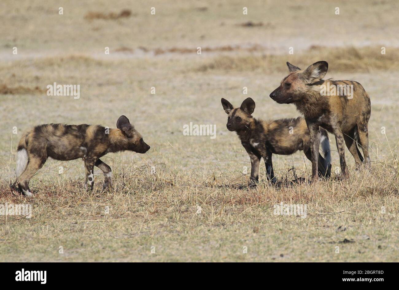 Botswana Painted dogs Stock Photo - Alamy