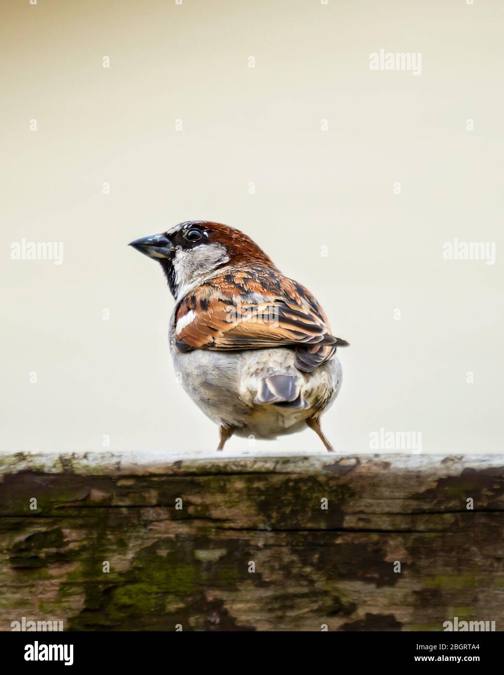 Male female house sparrow perched hi-res stock photography and images ...