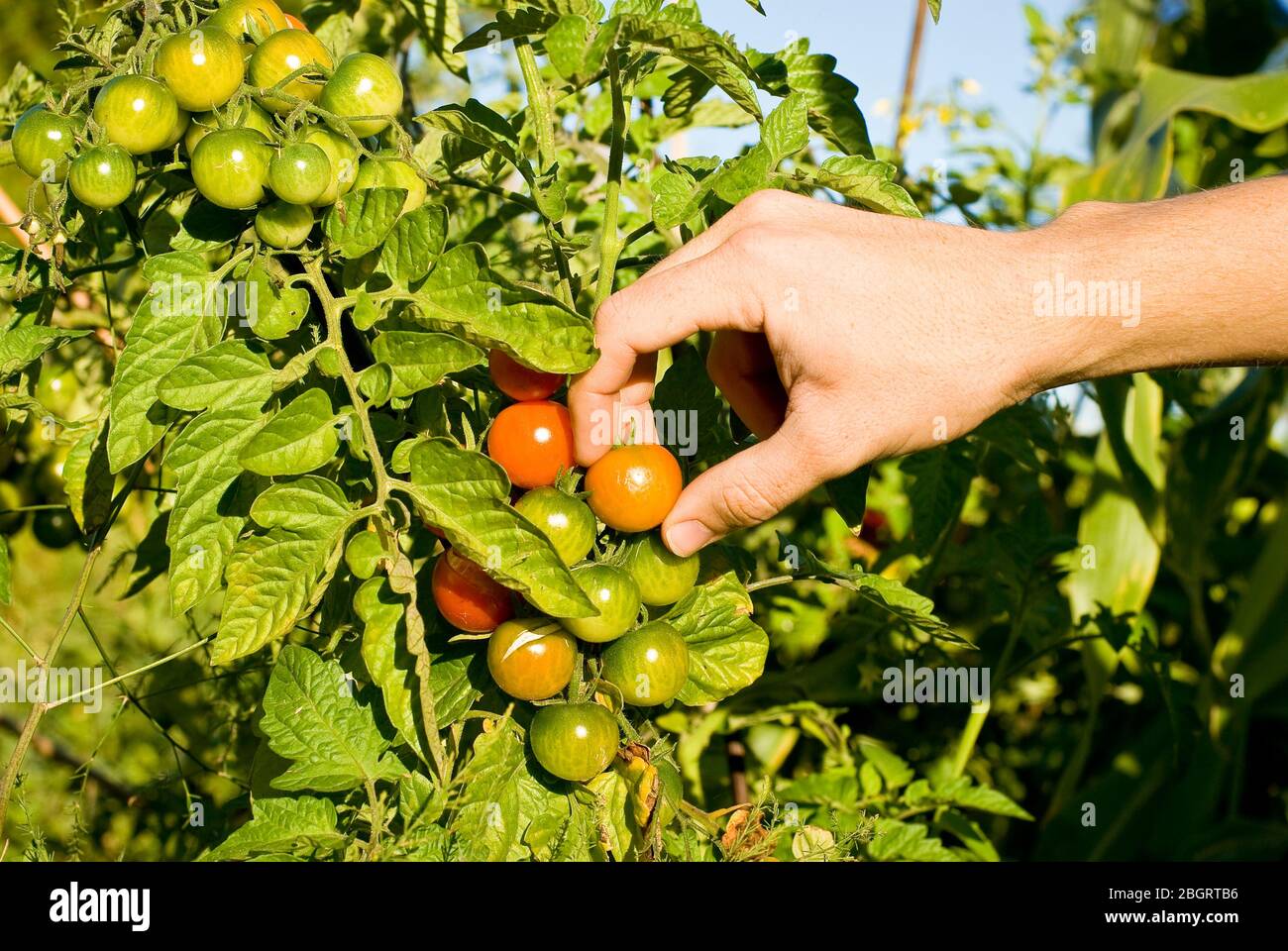 Hand picked tomato hi-res stock photography and images - Alamy