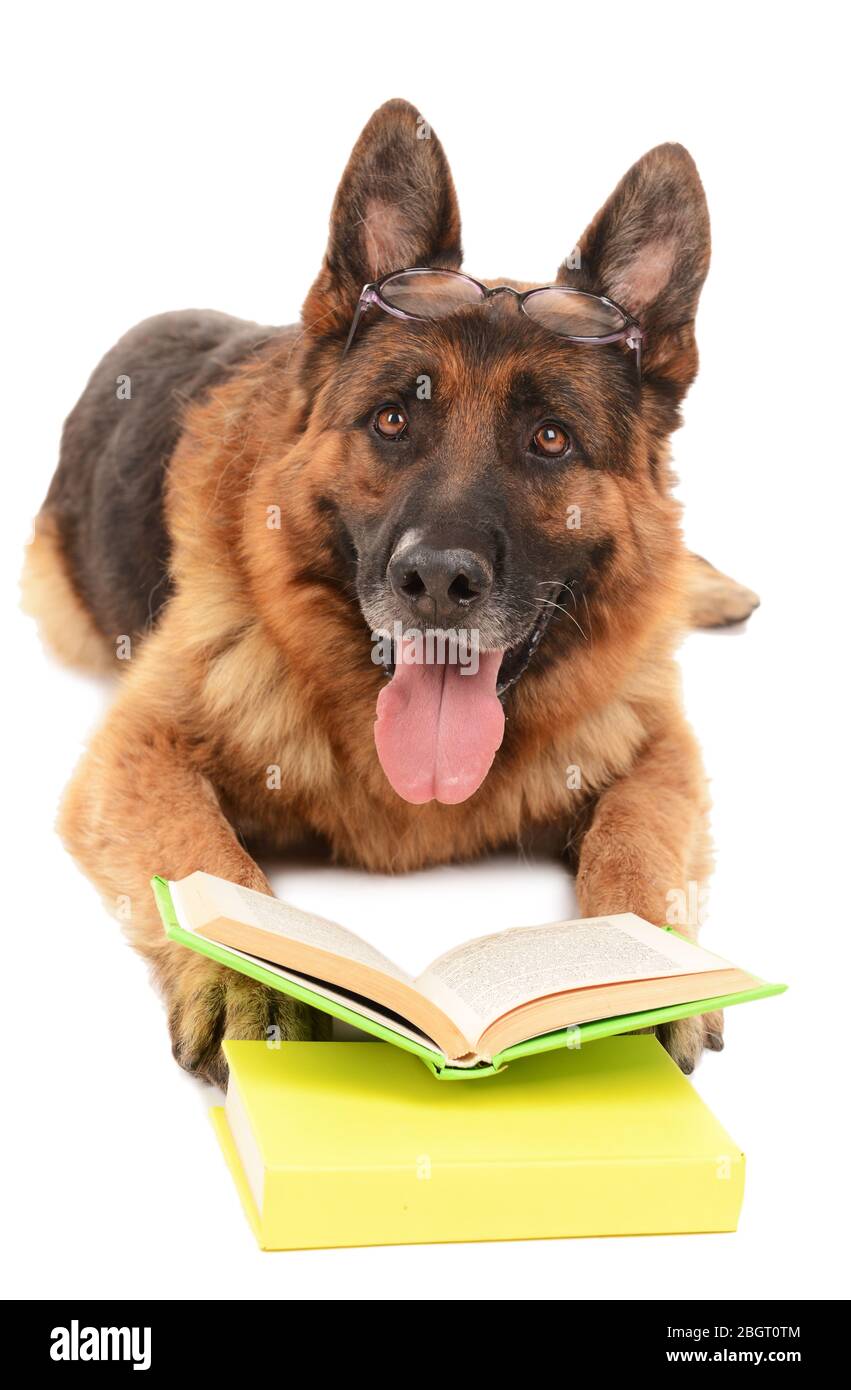 Funny cute dog with books isolated on white Stock Photo - Alamy