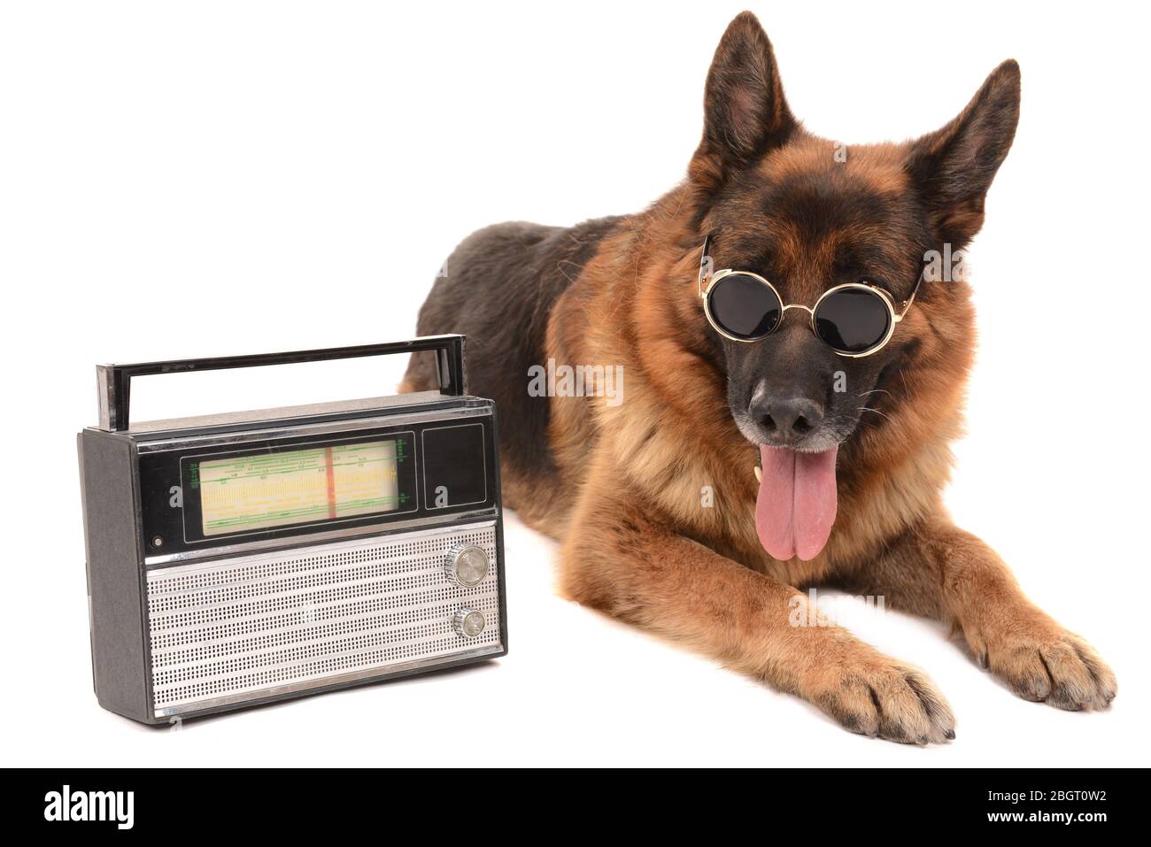 Funny cute dog with radio isolated on white Stock Photo - Alamy