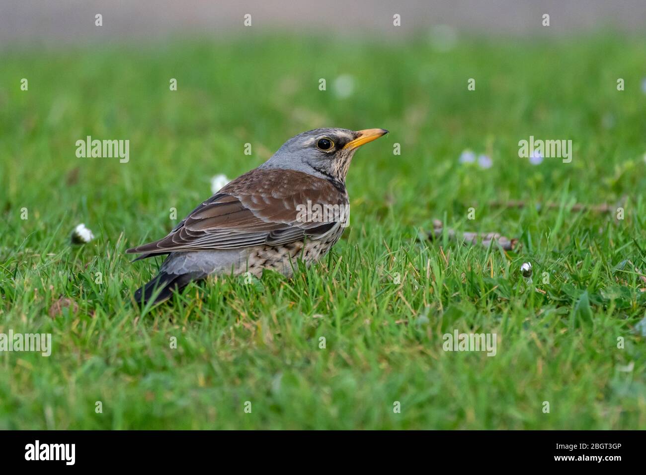 The turdidae family hi-res stock photography and images - Alamy