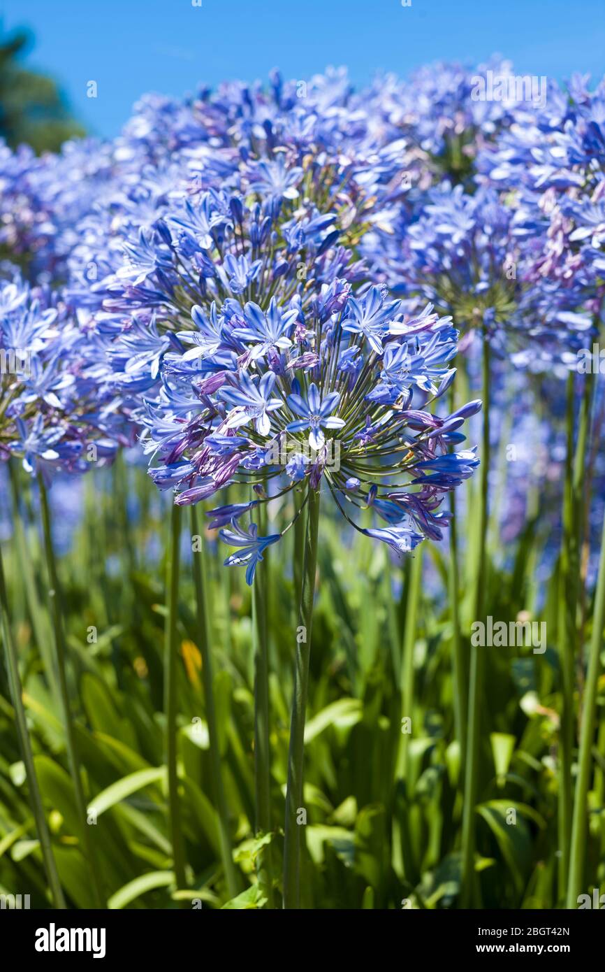 Agapanthus or Lily of the Nile, popular flowers growing in Jersey ...